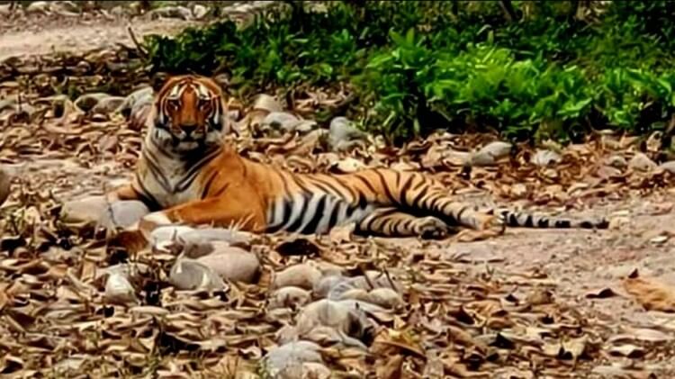 Bijnor:बाल्टी गिरने पर बंदर समझकर भगाने दौड़ी, दरवाजा खोला तो सामने ...