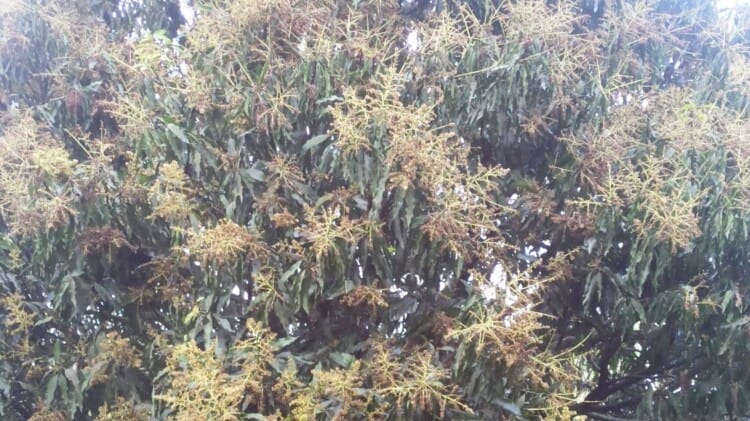 Disease Blossom Blight In Mango In Kangra Due To Unseasonal Rain - Amar ...