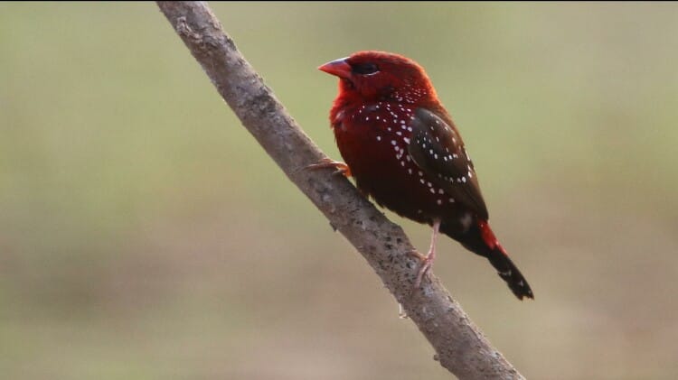 Red Avadavat Bird Know About Lal Muniya Bird And Its Characteristic In ...