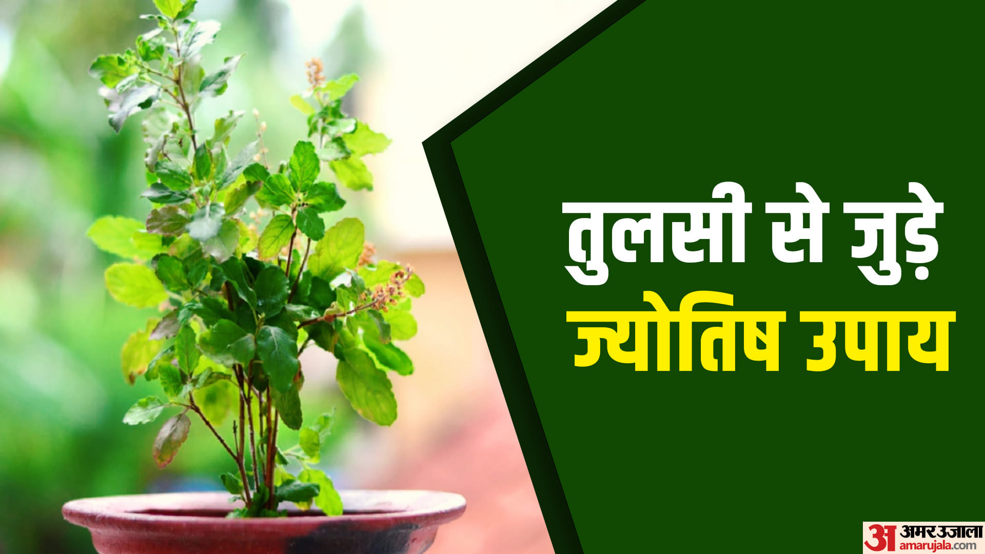 Tulsi Leaves Upay :पैसों की तंगी से हैं परेशान तो कर लें तुलसी के पत्तों का ये चमत्कारी उपाय ...
