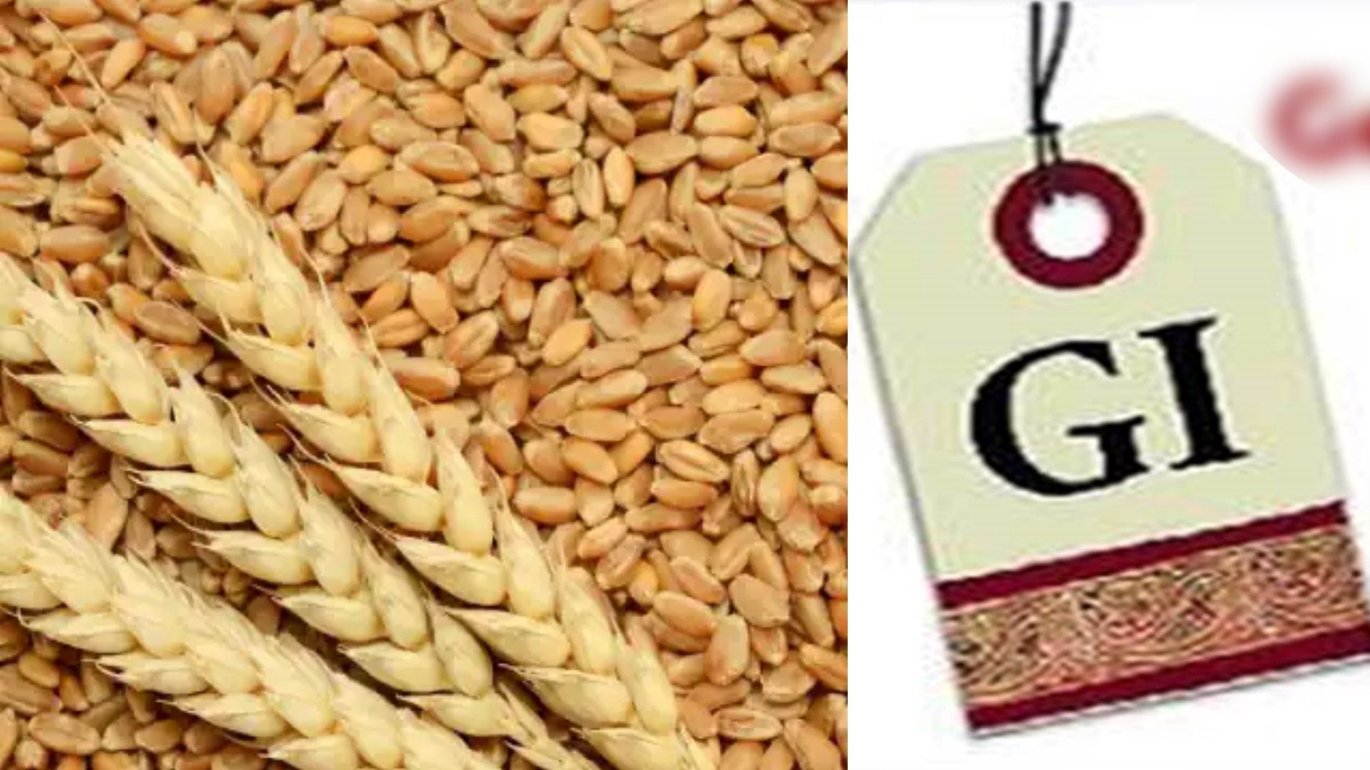 Gi Tag Issued To Sharbati Wheat, Sehore Most Productive District - Amar ...