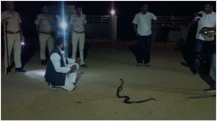 A Five Foot Long Cobra Appeared In The House Of The Town Of Seeker ...
