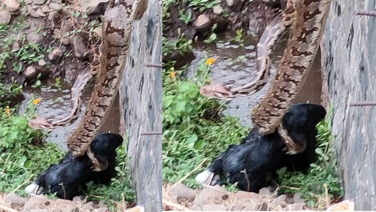 20 Feet Python Swallows Goat In Rajgarh, Panic Spread Among Villagers ...