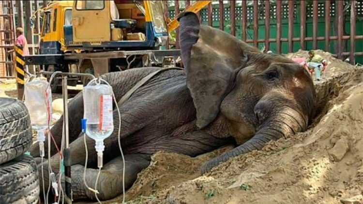 Pak's Largest Zoo Faces Permanent Closure Amid Public Outcry - Amar ...