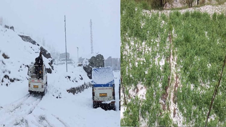 Himachal Weather: Avalanche In Lahaul-pangi, Wheat Due To Hail-rain, Damage To Apple Due To ...