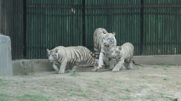 Union Minister Bhupender Yadav Releases Cubs In Arena Of White Tiger Enclosure At Zoological ...