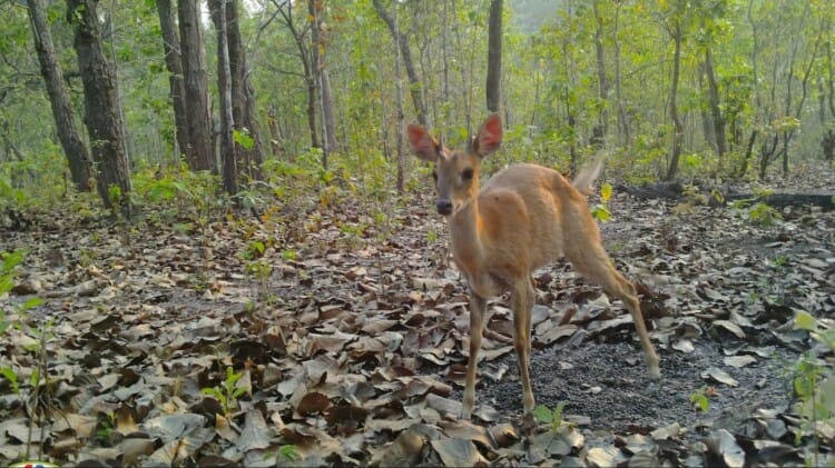 छत्तीसगढ़ में मिला सुनहरा लाल हिरण:कांगेर वैली में हुआ ट्रैप, विशेषज्ञ ...
