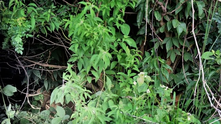Optical Illusion Iq Test: Can You Find The Lion In This Forest Image ... Optical Illusion Iq Test: Can You Find The Lion In This Forest Image ...