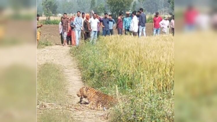 Bijnor News:गुलदार ने किसान को किया घायल, चार दिन में दूसरा बड़ा हमला, दहशत में ग्रामीण - Bijnor ...