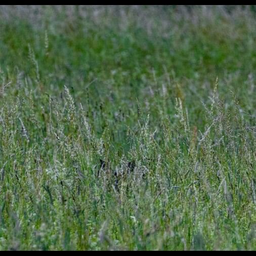 Optical Illusion: Only A Genius Can Spot A Deer Hidden Forest In This ... Optical Illusion: Only A Genius Can Spot A Deer Hidden Forest In This ...