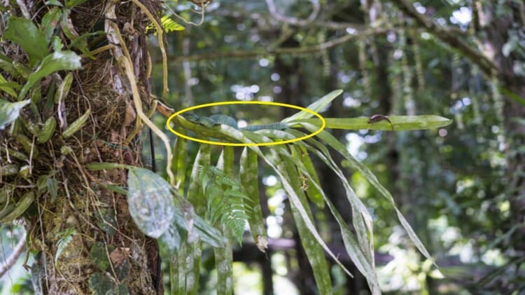 Optical Illusion:सिर्फ बाज की नजर वाले ही तस्वीर में सांप को ढूंढ सकते ...