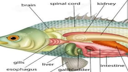 Eating Raw Gall Bladder Of Fish Can Cause Kidney Failure Said Sir Ganga ...