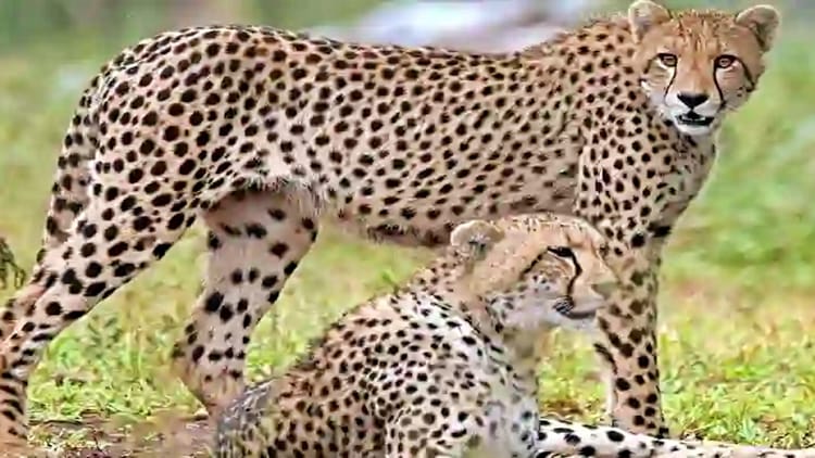 Breeding, Cheetah Selection Strategies At Focus In Project Cheetah's ...