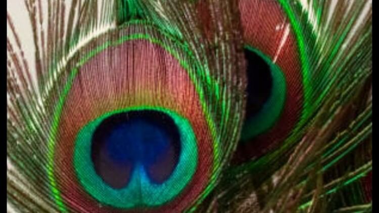 हाथ में नहीं टिकता पैसा तो करें मोर पंख से जुड़े ये उपाय