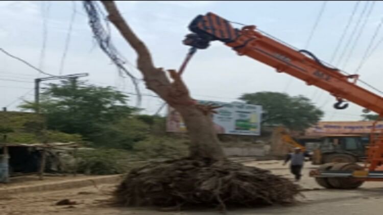 पर्यावरण :रेलवे ने पुल निर्माण में बाधा बने पीपल को काटने की बजाय दूसरी ...