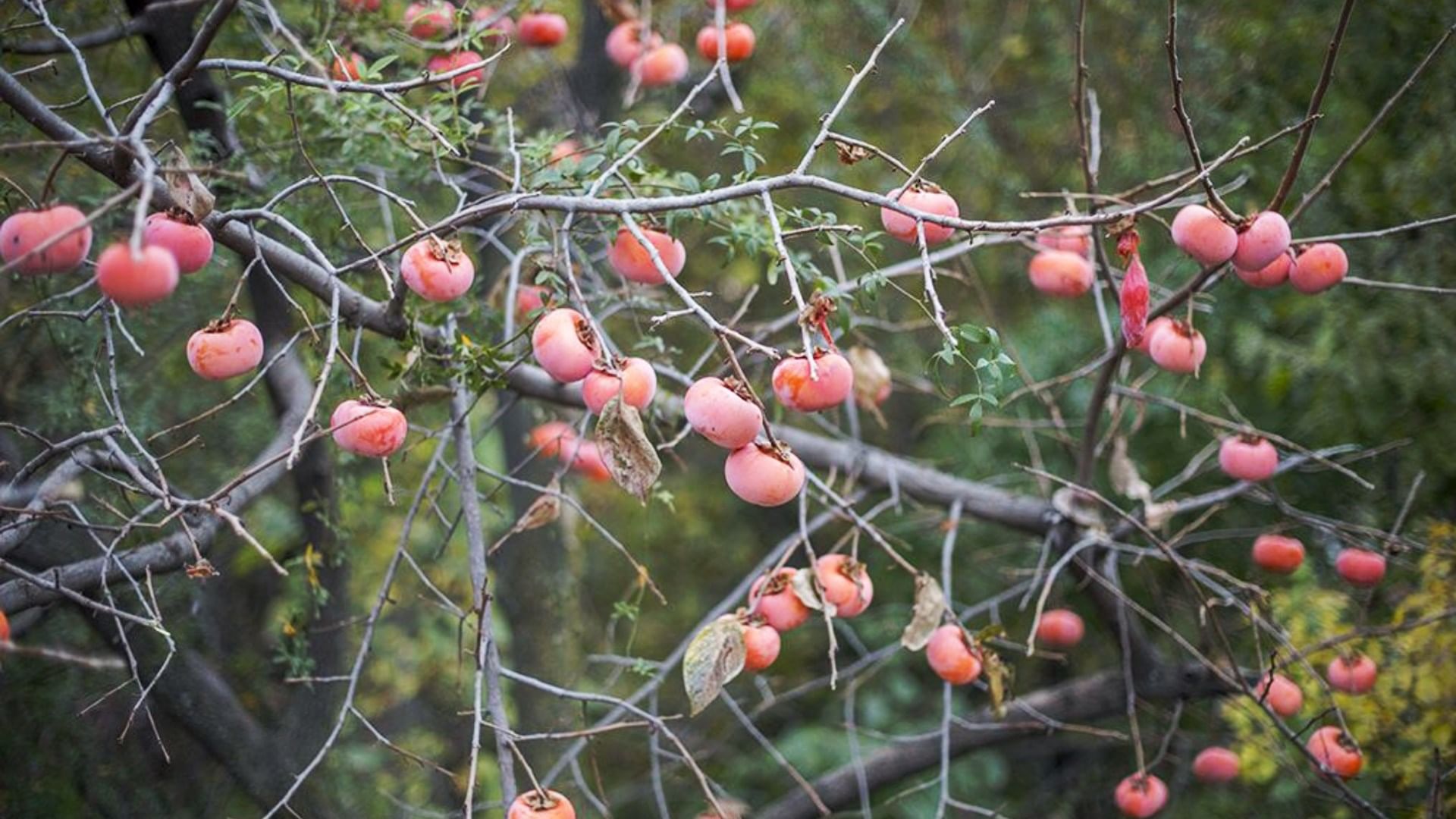 Sixty Percent Japani Fruit Purchased By Fruit Traders In Kullu Himachal ...