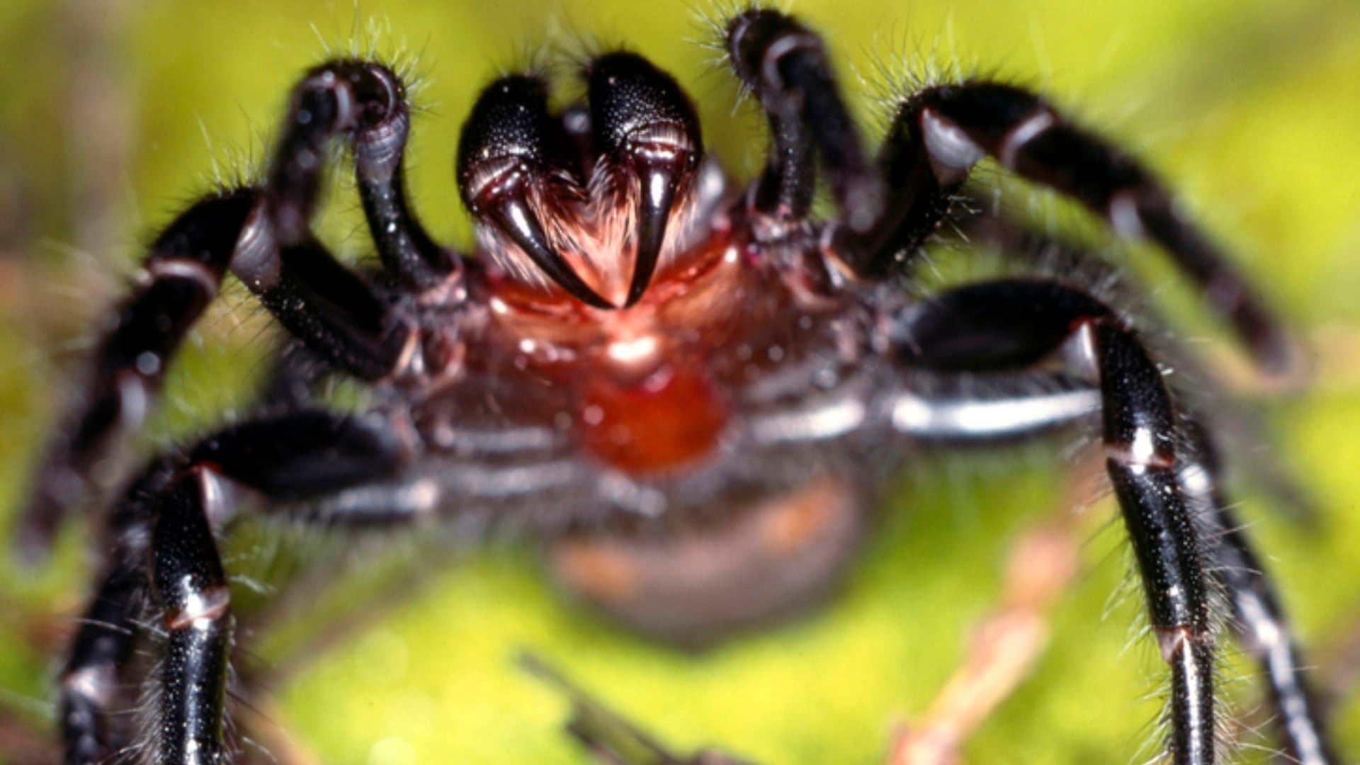 Most Poisonous Spiders Funnel Web Is Worlds Most Dangerous Spider In The World That Can Take ...