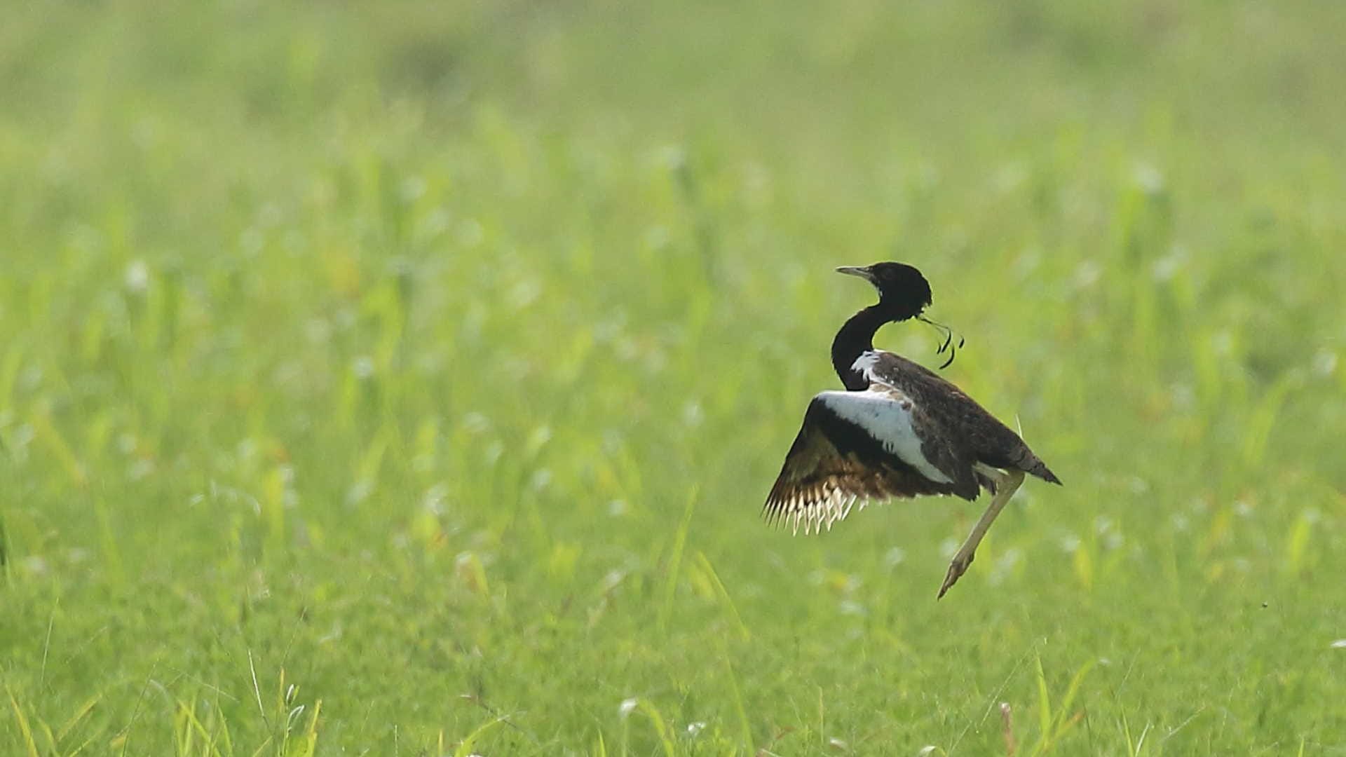 पशु-पक्षियों की दुनिया:खरमोर- बारिश का अग्रदूत - Famous Bird Kharmor ...