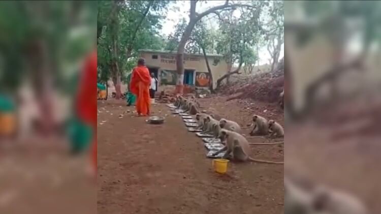Monkey Viral Video: Group Of Langurs Monkey Eat In Food Queue Showed ...