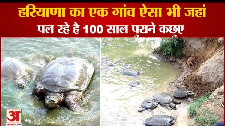 World Turtle Day: 100 Year Old Turtles Living In Fatehabad - Amar Ujala ...