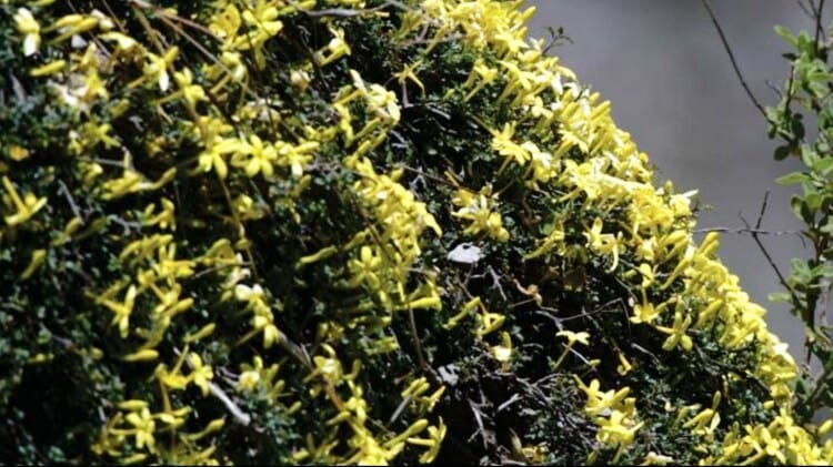 Himachal Chamba News: Yellow Flower Chameli Plant Found In Bharmour ...