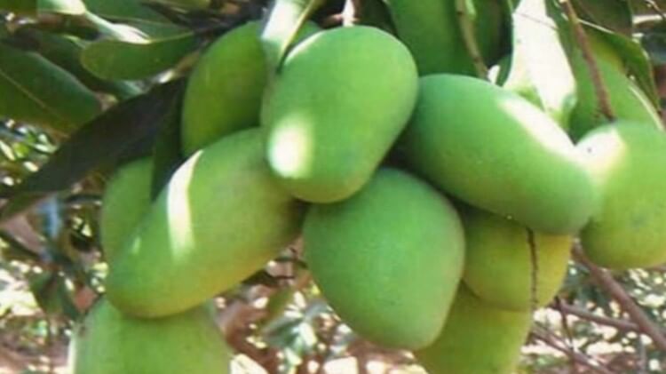 Mango Adulteration:बाजार में बिकने वाला आम खट्टा है या मीठा? ऐसे लगाएं पता - Mango Adulteration ...