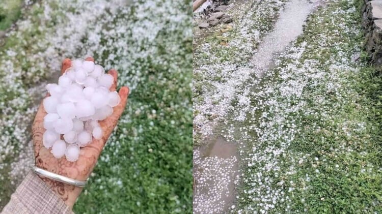 Himachal Weather Update: Apple Crop Destroyed Due To Heavy Hailstorm In Nithar,snowfall In ...