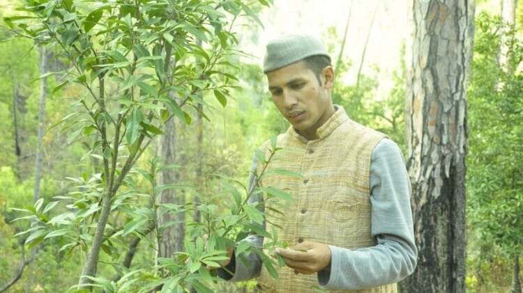 Haldwani: चंदन की मेहनत से महक रहा नाई का जंगल, बोले- मां का साया उठा ...