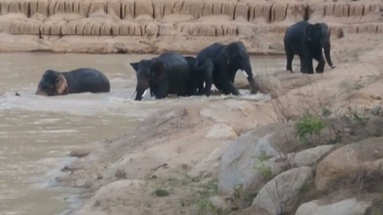 Chhattisgarh Elelphant Attack; Elephants Damaged Many Houses In Gpm ...