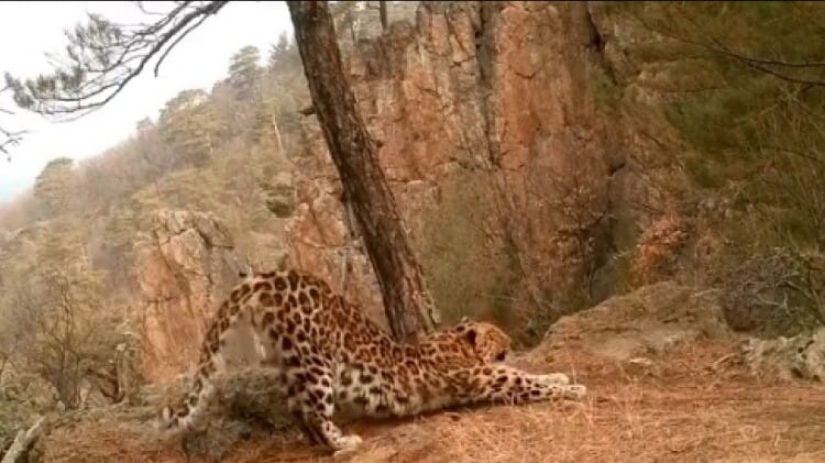 Leopard Yoga Video:सूर्य नमस्कार करता नजर आया तेंदुआ, सोशल मीडिया पर वायरल हुआ खूबसूरत वीडियो ...