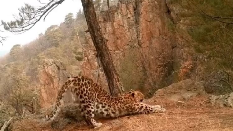 Leopard Yoga Video:सूर्य नमस्कार करता नजर आया तेंदुआ, सोशल मीडिया पर वायरल हुआ खूबसूरत वीडियो ...
