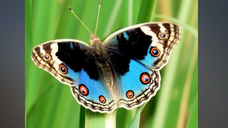 Blue Pansy Butterfly Declared As The Butterfly Of Jammu Kashmir - Amar ...