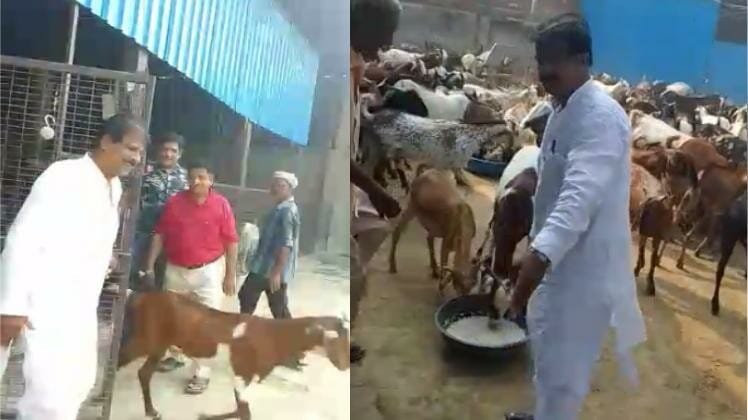 Baghpat: Animal Love Seen On Bakrid, Jain Society Gave New Life To 250 ...
