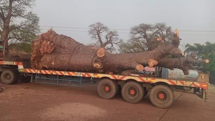 The Forest Department Refused To Cut The Khursani Tamarind Imli Tree ...