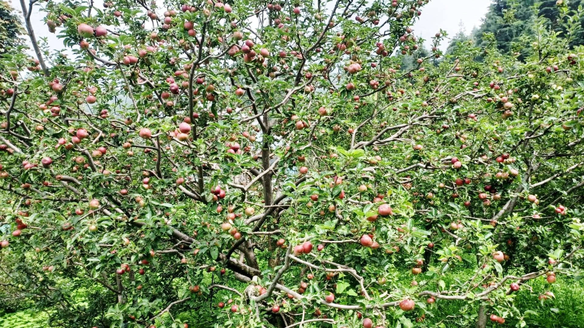 Production Is Less, Now Roads Are Closed, Apple Crate Is Being Sold For ...