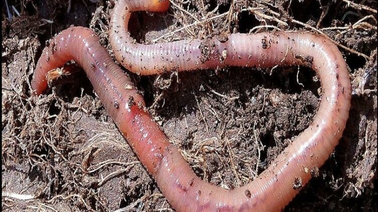 बरसाती कीड़े और मेंढक घर से निकालने के घरेलू नुस्खे