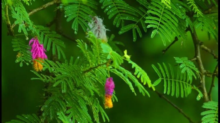 सावन में जरूर करें शमी के पेड़ के ये उपाय, दूर होंगी समस्याएं