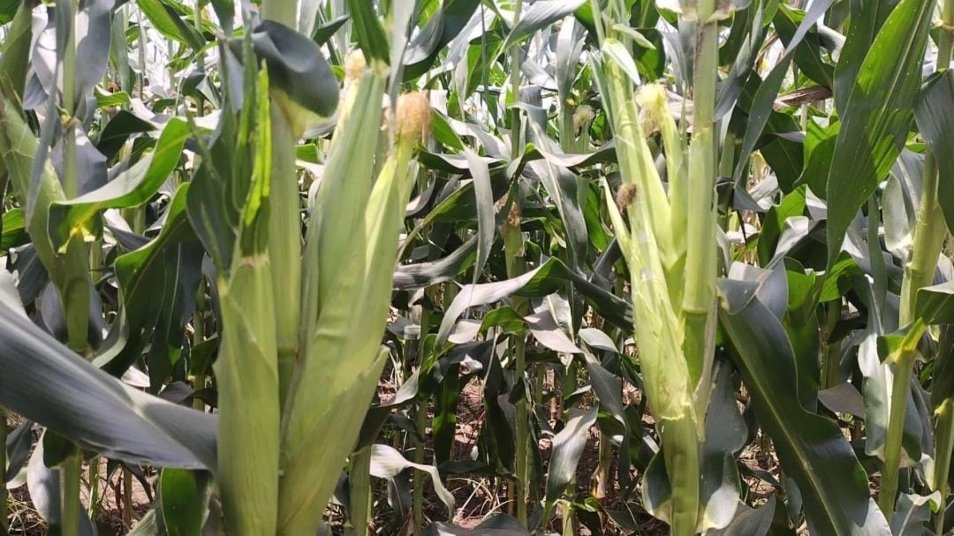 Mp:स्वीट कॉर्न की खेती से किसान हो रहे मालामाल; देश के कोने-कोने में ...