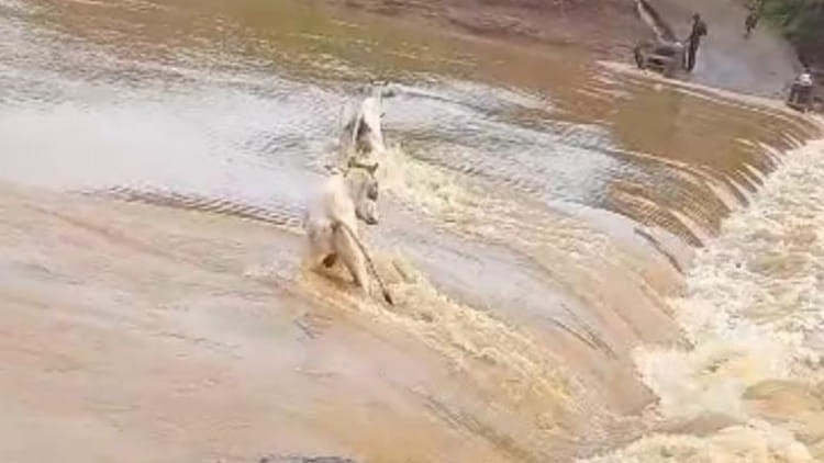 Damoh News:तेज बारिश से उफान ब्यारमा नदी, पार करते मवेशी बहाव में बहा ...
