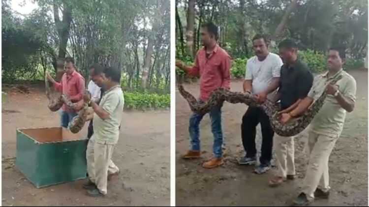 Ujjain: The One Who Was Caught As A Snake Turned Out To Be A Python ...