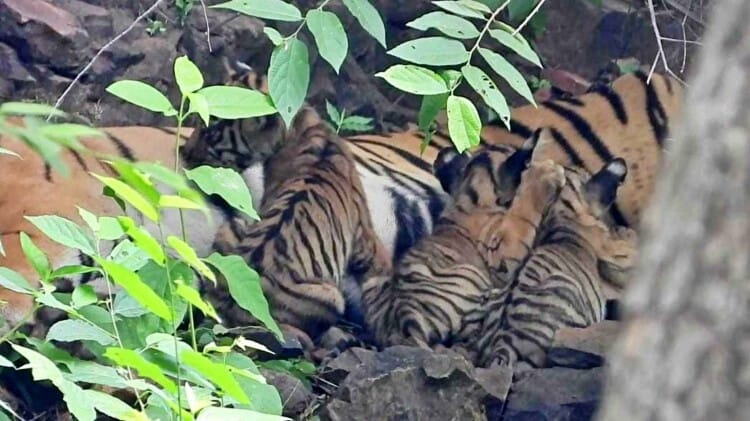 Tigress T-84 Gave Birth To Three Cubs In Ranthambore Tiger Reserve - Amar Ujala Hindi News Live ...
