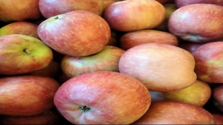 Scarlet Apple Made A Bang Entry In The Mandis Of Kullu District, Rs 146 ...