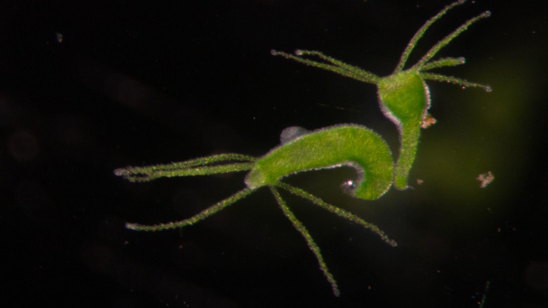 Longest Living Creatures And Immortal Animals On Earth Top 6 Know The ...