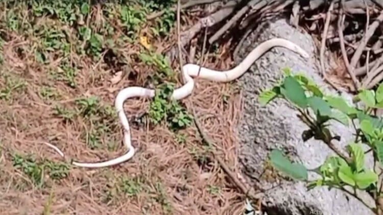 Video Of White Colored Snake Going Viral On Social Media - Amar Ujala ...