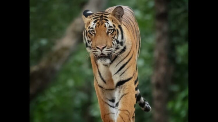 Dead Body Of Tigress Found In Mutilated Condition In Bandhavgarh Tiger ...