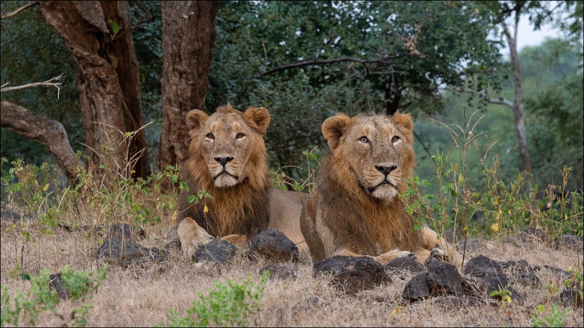 Pm Modi Lauds All Those Working Towards Protecting The Habitat Of Lions ...
