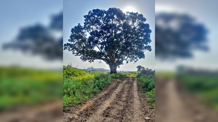 Man Climbs Peepal Tree To Call Wife And Children From Bihar To Delhi ...