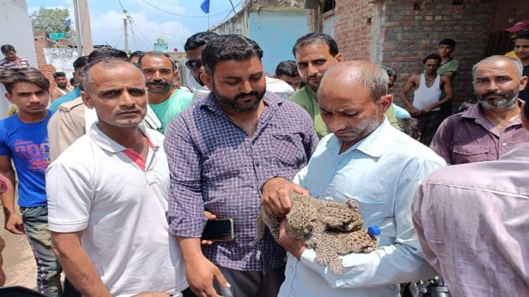 Bijnor: Three Cub Of Guldar Found In A Field Of A Farmer, There Is ...