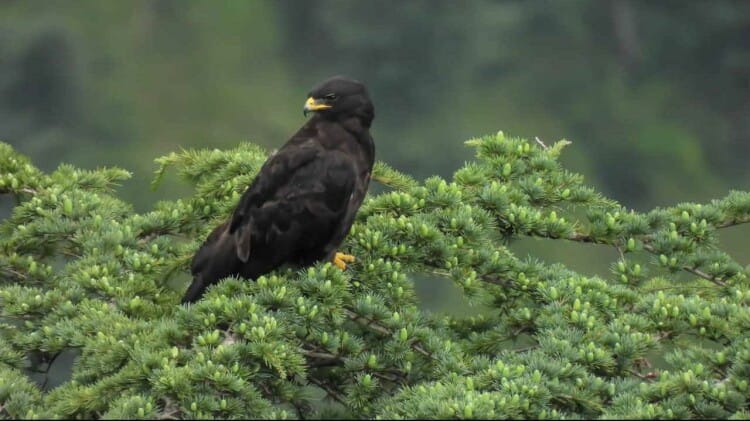 Black Eagle Seen For The First Time In Chail Wildlife Sanctuary - Amar Ujala Hindi News Live ...