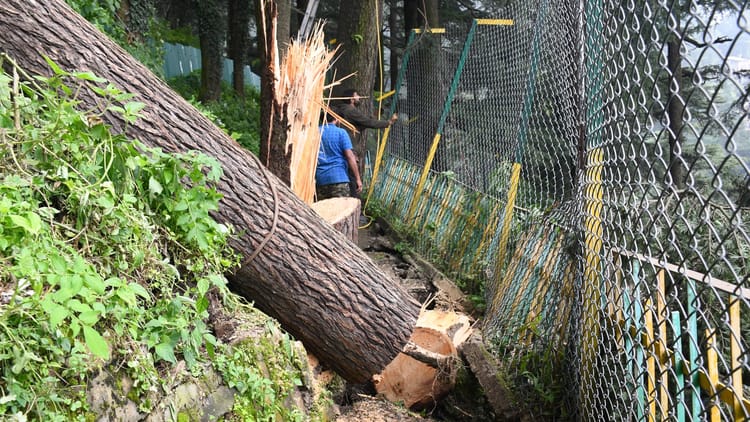 Uttarakhand; चकराता वन प्रभाग की कनासर रेंज में काटे गए हजार से अधिक ...